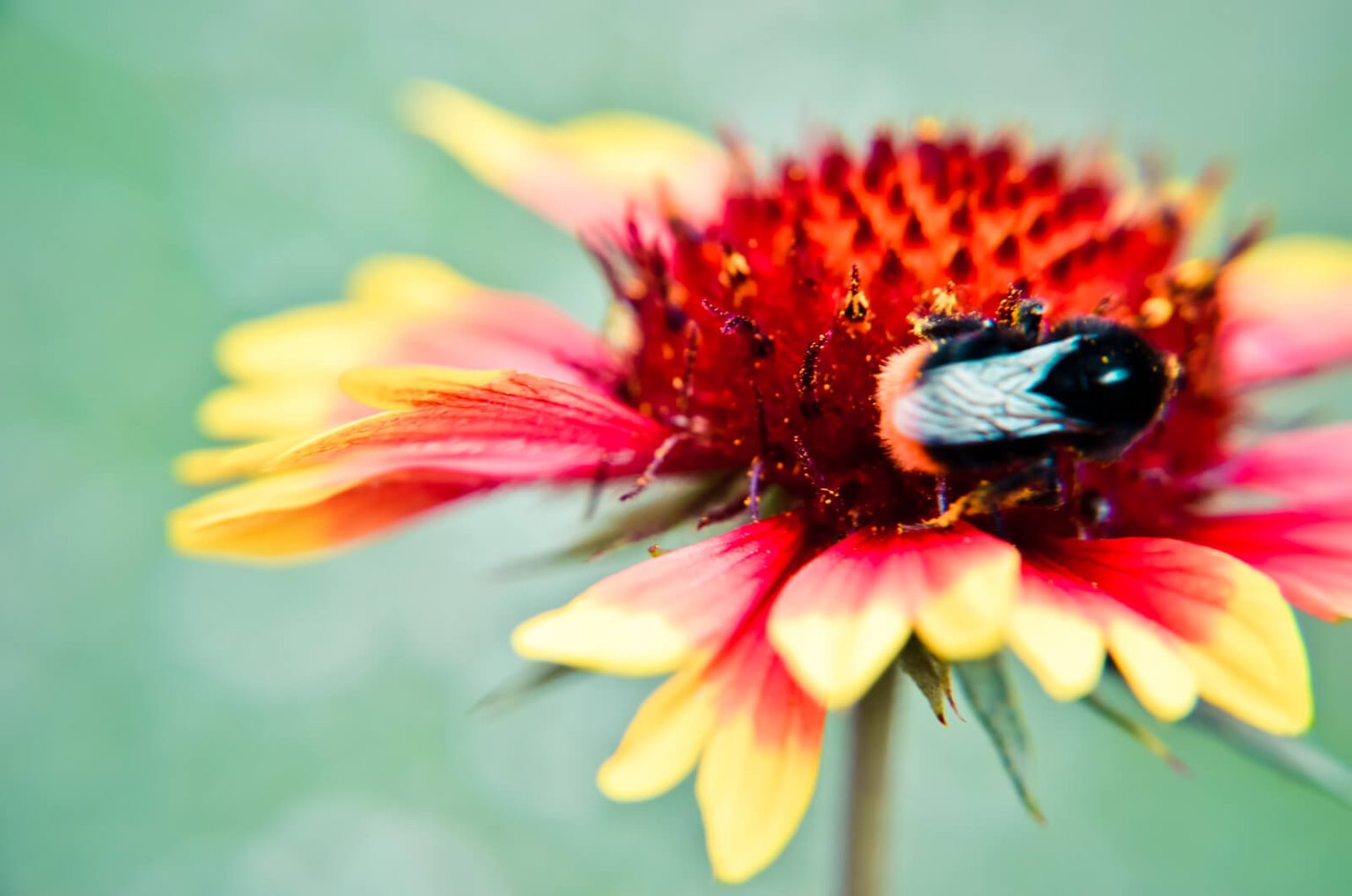 Home Treatment for Bee Sting - Works Like Magic!